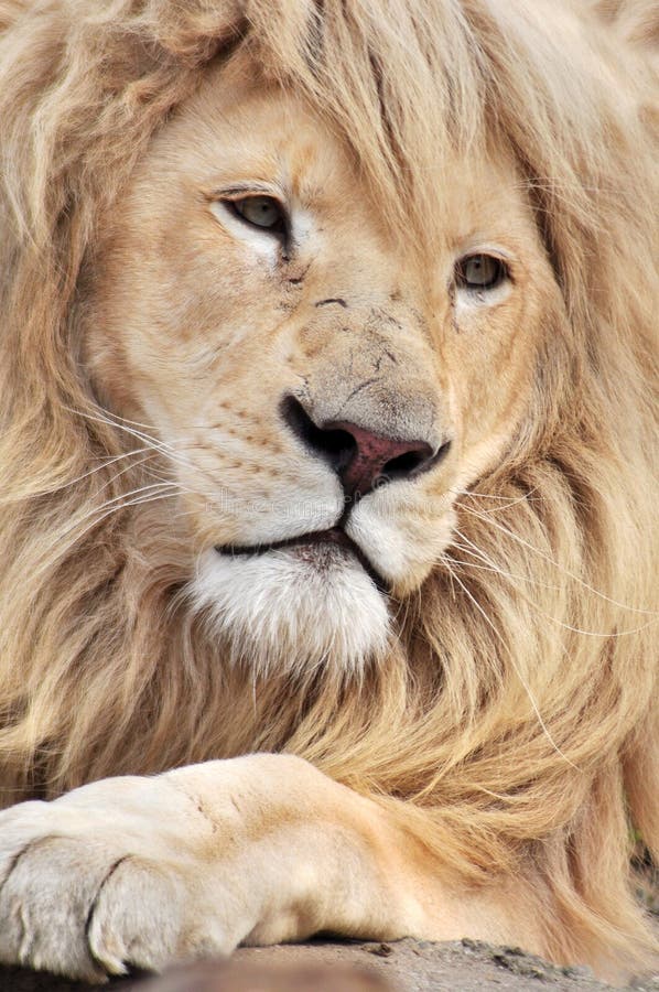 Männlicher weißer Löwe stockbild. Bild von löwe, weißer - 17819769