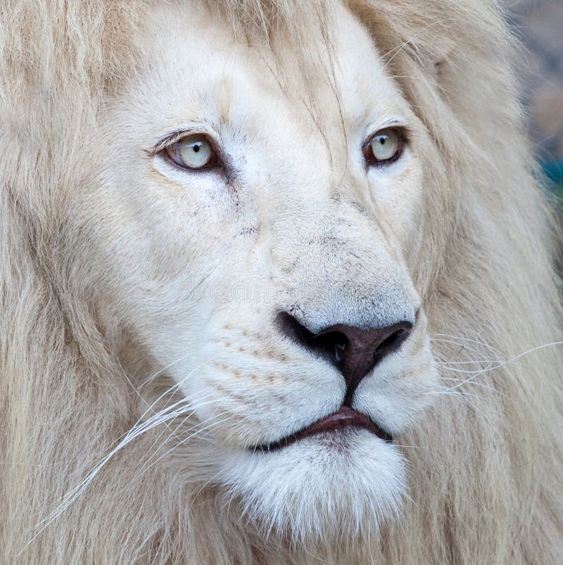 Weißer Löwe stockfoto. Bild von raub, dominierend, katze - 22676726