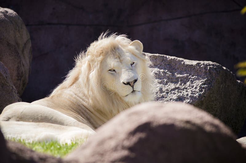 Weißer Löwe stockfoto. Bild von wildnis, tier, mann, löwe - 45181456