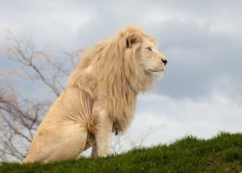 Weißer Löwe stockfoto. Bild von wildnis, porträt, nett - 60233228