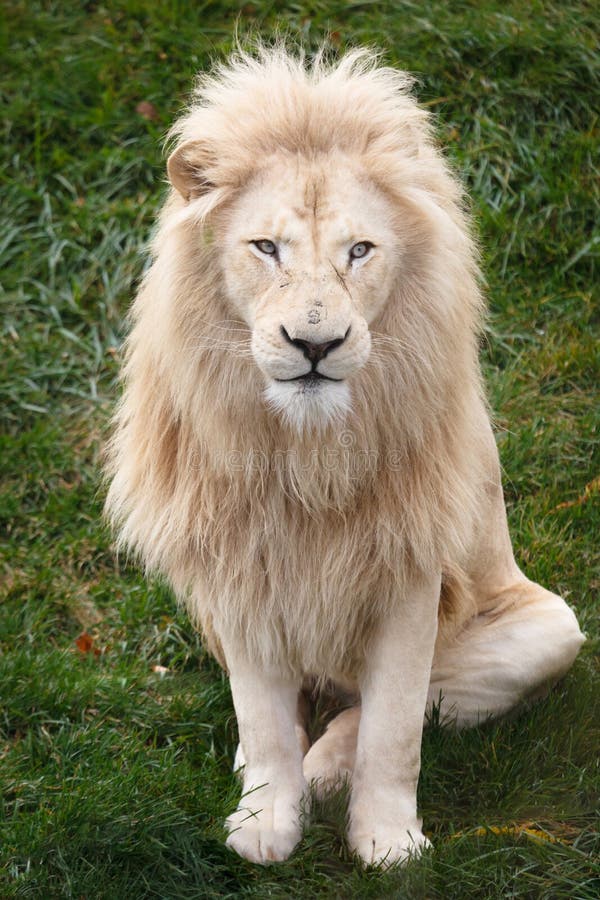 Weißer Löwe stockfoto. Bild von wildnis, porträt, nett - 60233228