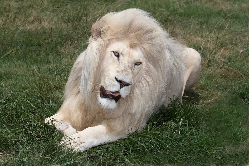 Weißer Löwe-Mann stockfoto. Bild von getrennt, fleischfresser - 11317900