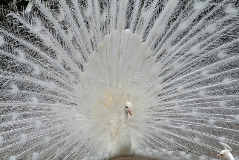 Weißer Pfau stockbild. Bild von vogel, eindeutig, albino - 2108949