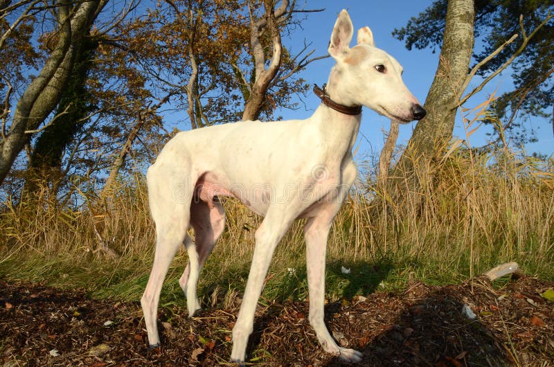 Podenco-Hund am Strand stockbild. Bild von stellring - 121095259