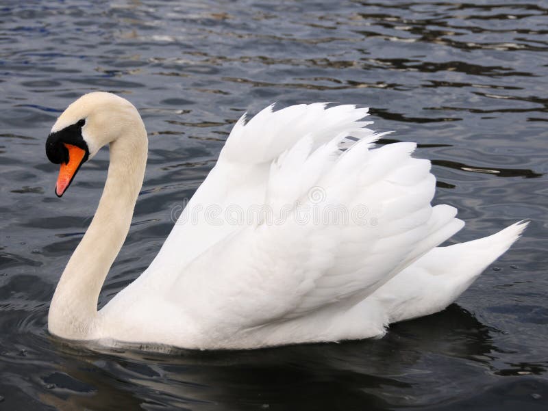 Weißer Schwan stockfoto. Bild von anmut, wasser, würdevoll - 6702170