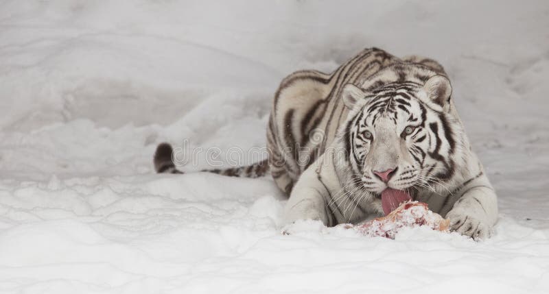 Weißer Tiger, Der Fleisch Isst Stockfoto - Bild von schnee, rest: 67042504