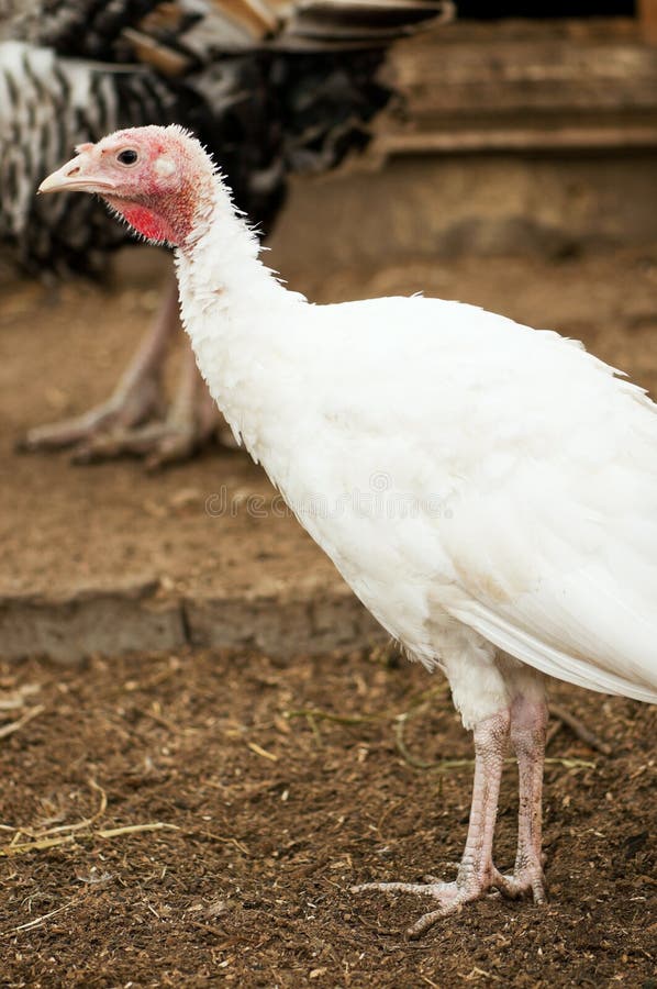Weißer Truthahn stockbild. Bild von leben, fuß, frei - 20729557