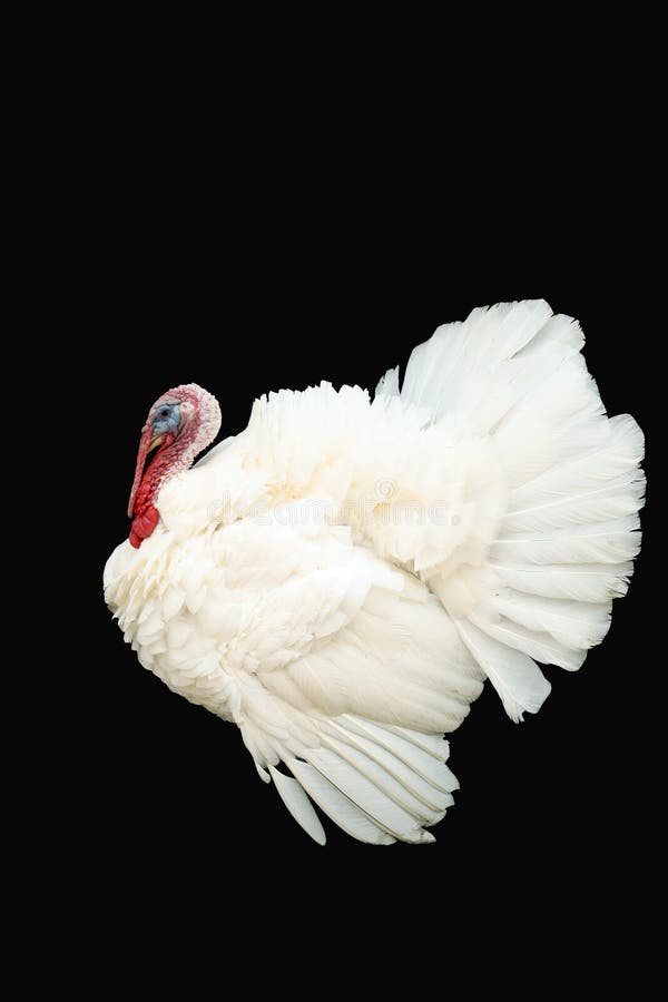 Weißer Truthahn stockbild. Bild von kopf, hell, inländisch - 20729557