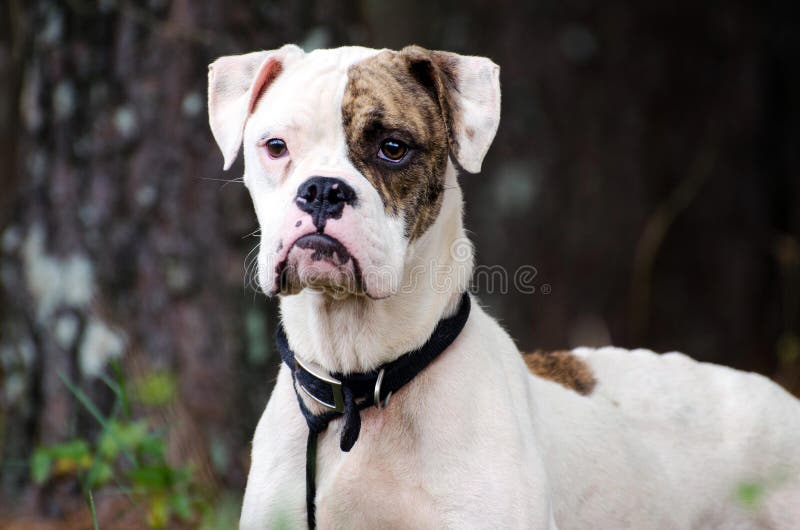 Weißer Und Gestreifter Boxer-Hund Stockfoto - Bild von spürhund ...