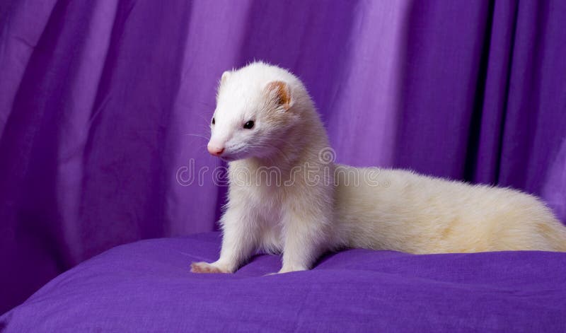 Weißes Frettchen Benannt Silver Stockbild - Bild von marschall, gegähne ...