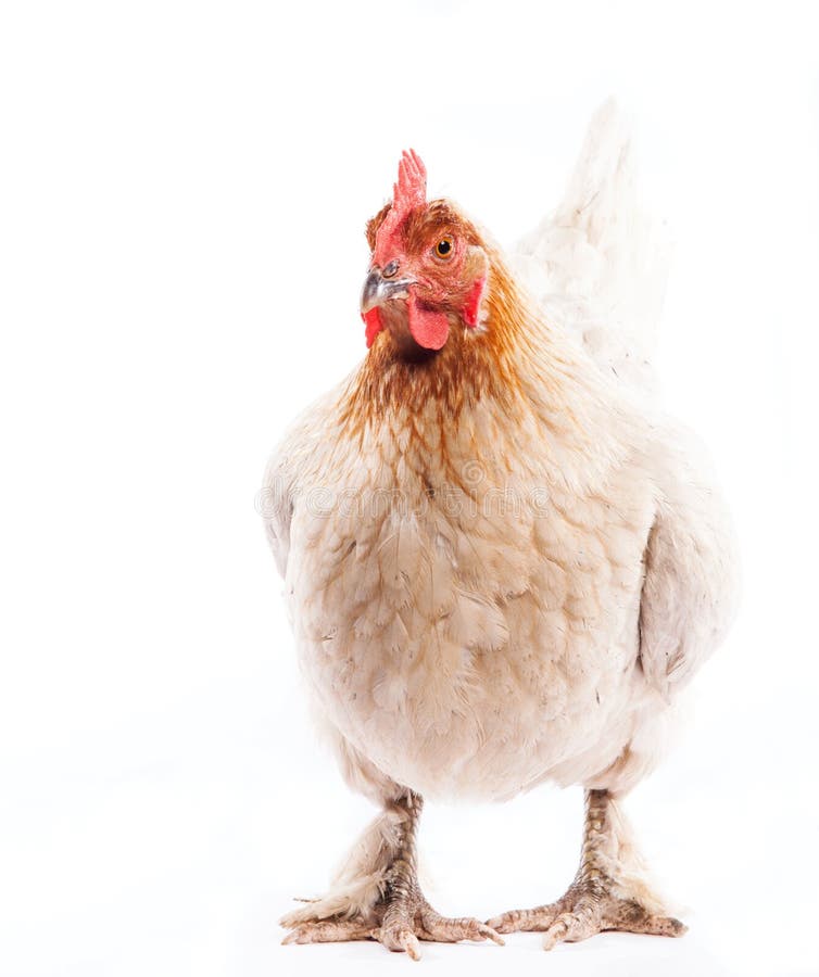 Weißes Huhn stockfoto. Bild von studio, tier, huhn, frech - 31011644