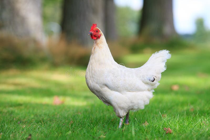 Weißes Huhn stockfoto. Bild von studio, tier, huhn, frech - 31011644
