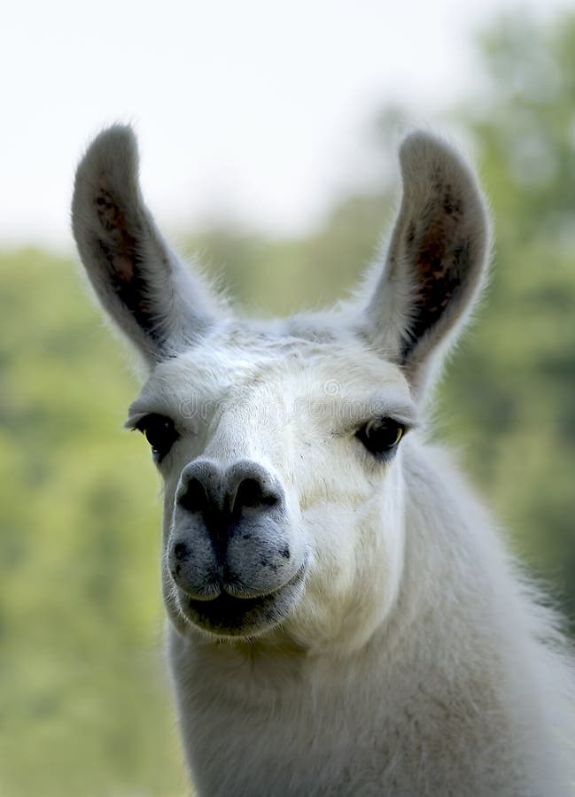 Lama Bild. Bild: 5550215