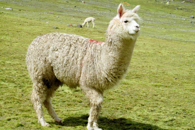 Weißes Lama stockfoto. Bild von pelz, haar, lama, süd - 51667268