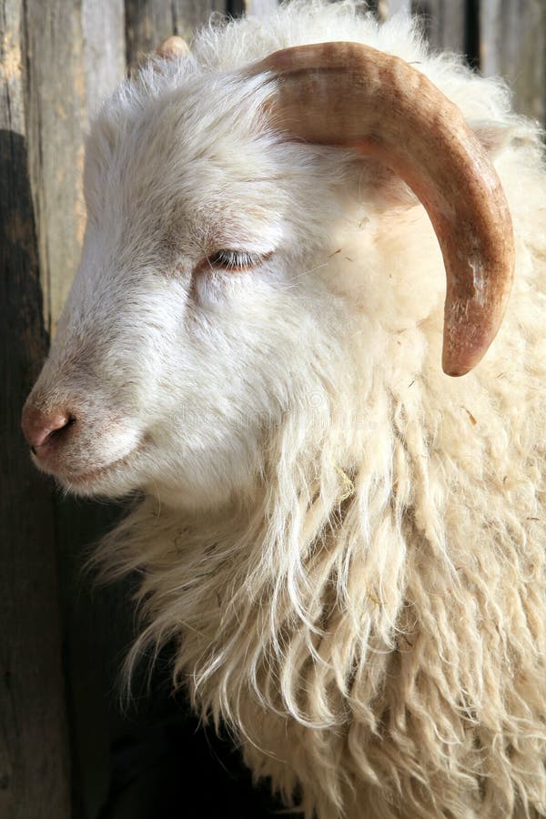 Weißes Lamm Auf Dem Schwarzen Hintergrund Stockfoto - Bild von freunde ...