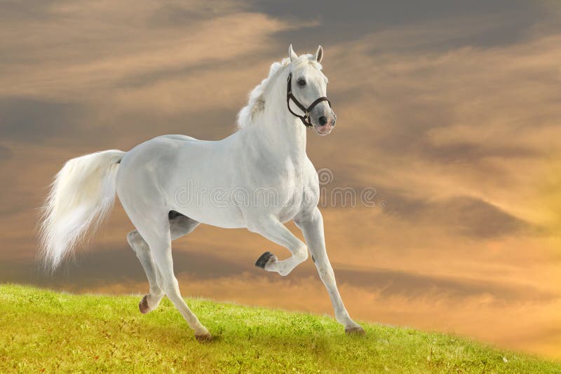 Weißes Pferd stockbild. Bild von reiter, galopp, tier - 18066163