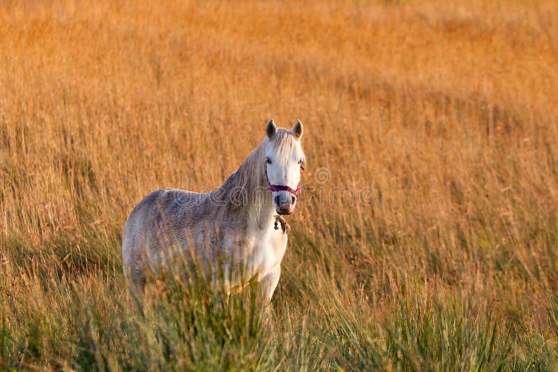 Weißes Pferd auf der Wiese stockbild. Bild von aufwerfung - 21894685