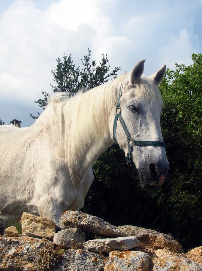 Weißes Pferd, Das Auf Einer Straße Steht Stockfoto - Bild von säugetier ...