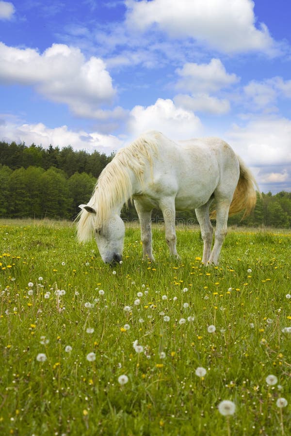 Weißes Pferd auf Wiese stockbild. Bild von grau, farbe - 16595207