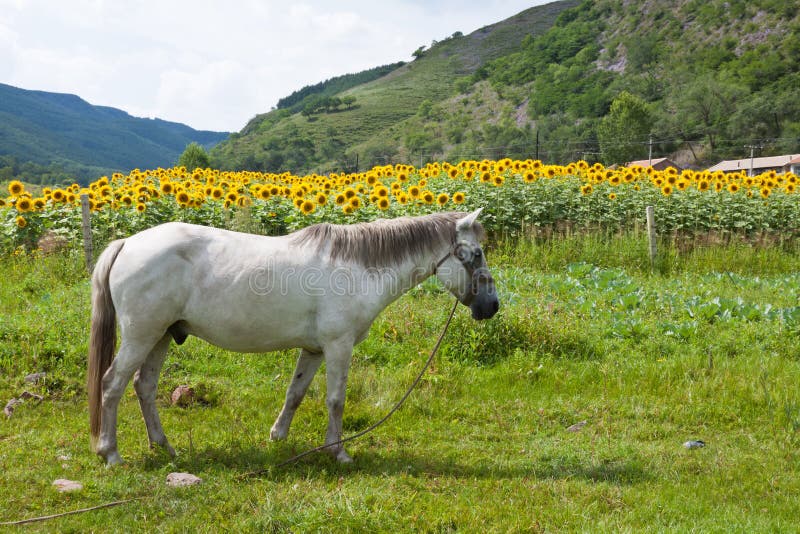 Weißes Pferd in Der Grünen Wiese Stockfoto - Bild von umgebung ...