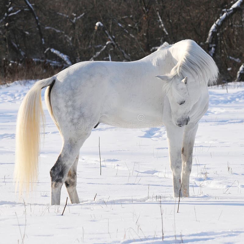 Weißes Pferd im Winter stockbild. Bild von pferdeartig - 13631025