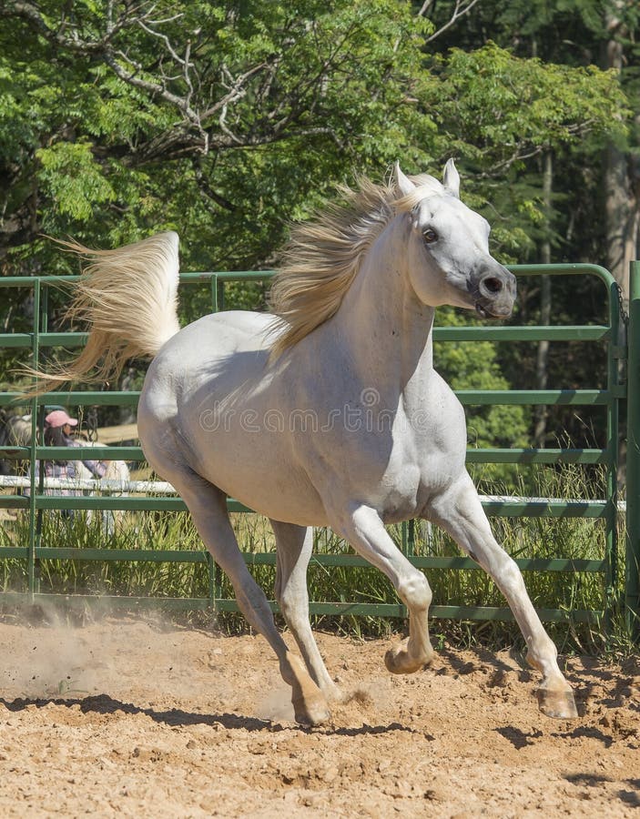 Weißes Pferd stockbild. Bild von fortschr1tt, bewegung - 4265247