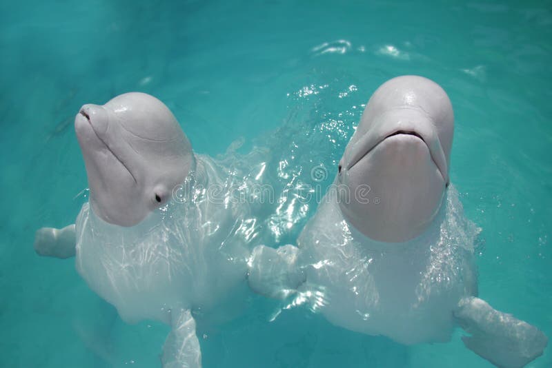 Weißwalwale (weißer Wal) Im Wasser Stockbild - Bild von freundlich ...