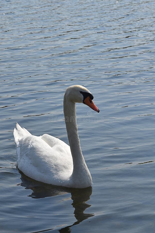 Wei?er Schwan stockbild. Bild von wildnis, reflexion - 145332631
