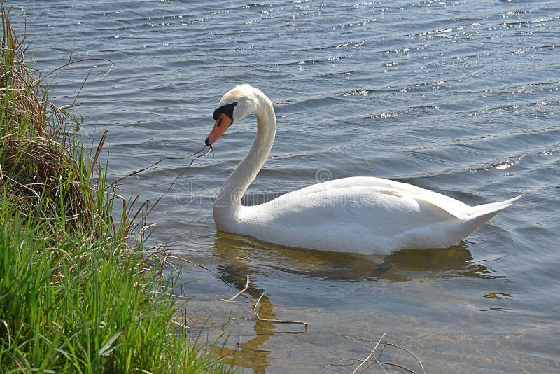 Wei?er Schwan stockbild. Bild von ruhig, vogel, anmut - 145332759