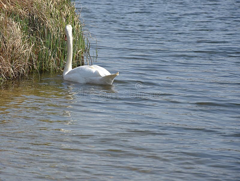 Wei?er Schwan stockbild. Bild von schwan, schönheit - 145333019