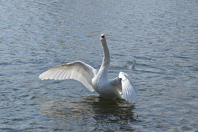 Wei?er Schwan stockbild. Bild von würdevoll, welle, anmut - 145333083