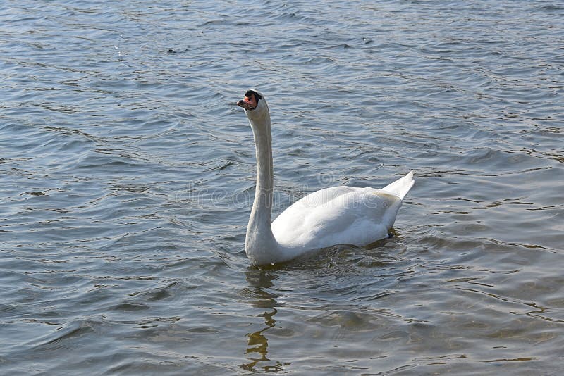 Wei?er Schwan stockbild. Bild von reflexion, schwimmen - 145333193