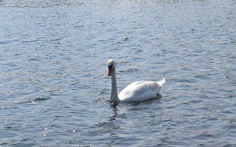 Wei?er Schwan stockbild. Bild von nave, tiere, wildnis - 145333275