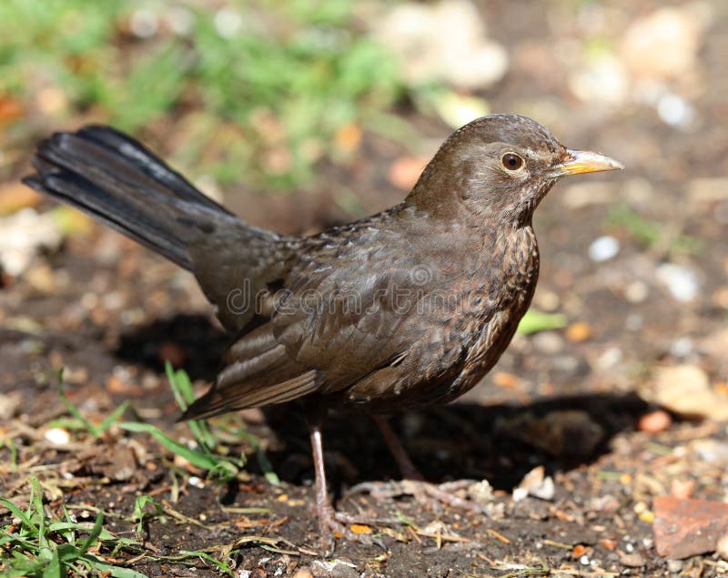Weibliche Amsel stockfoto. Bild von nave, auge, wildnis - 26005108