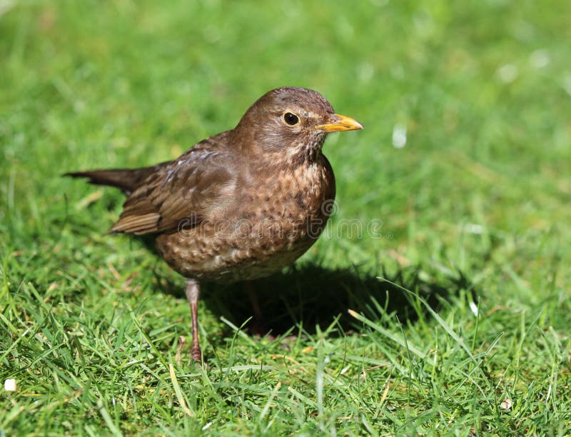 Weibliche Amsel stockfoto. Bild von nave, auge, wildnis - 26005108