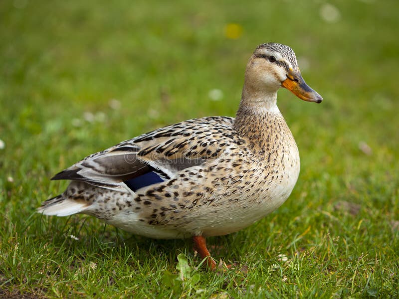 Weibliche Ente stockbild. Bild von ente, tier, vogel - 14364193