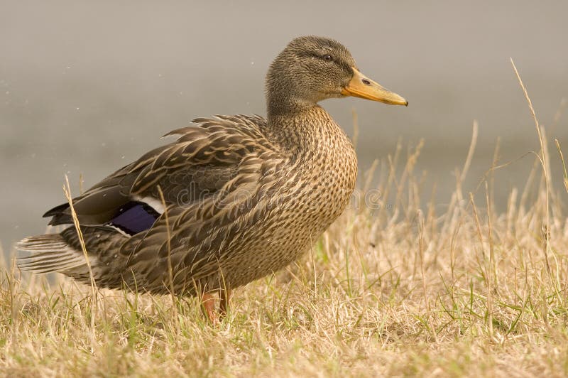 Weibliche Ente stockbild. Bild von ente, tier, vogel - 14364193