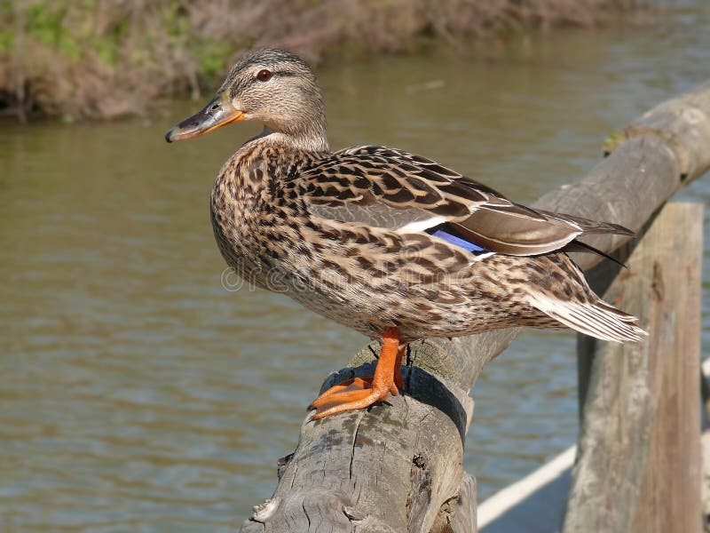 Weibliche Ente stockbild. Bild von vogel, frau, biologie - 26709307