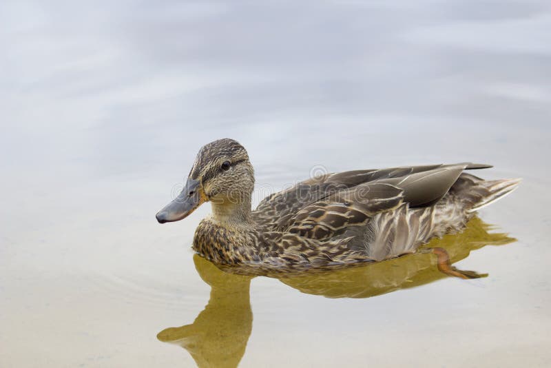 Zwei Weibliche Enten Im Wasser Stock-Fotos - Laden Sie 56 Royalty-Free ...