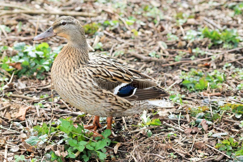 Weibliche Ente Oder Henne, Die Durch Das Unterholz Watschelt Stockbild ...