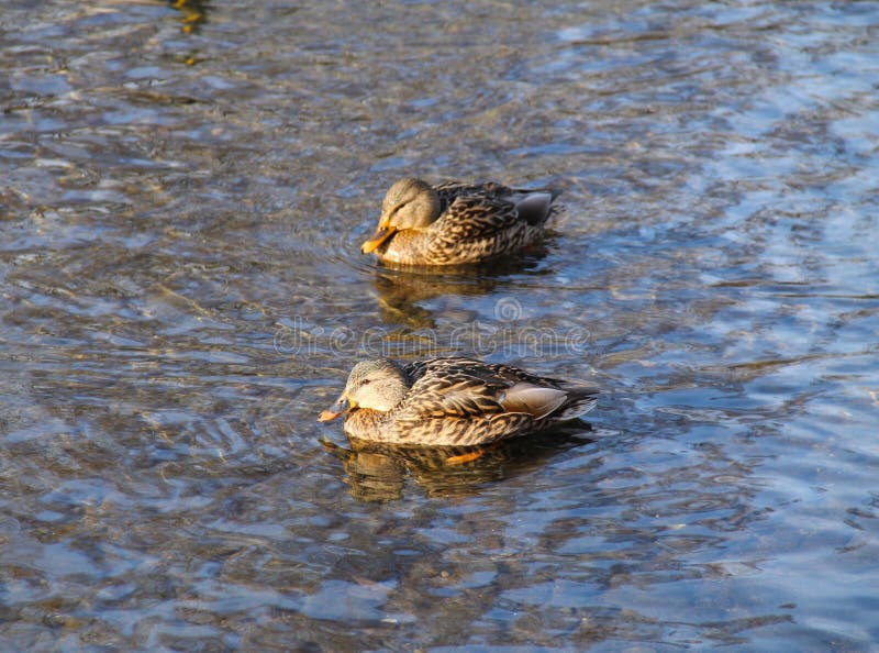 Zwei Weibliche Enten Im Wasser Stock-Fotos - Laden Sie 56 Royalty-Free ...