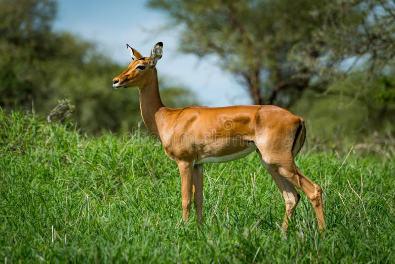 Weibliche Impala Mit Dem Kopf Gedreht in Gras Stockfoto - Bild von ...