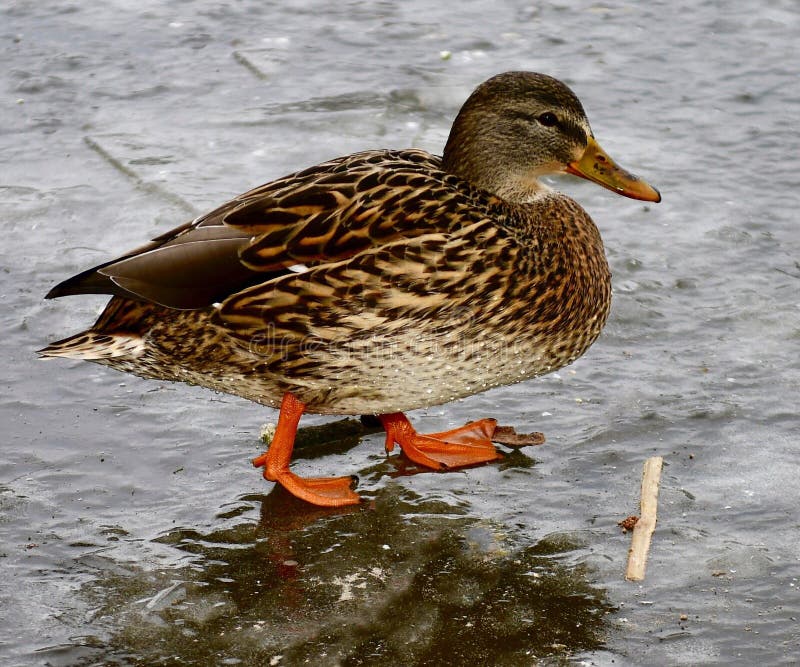 Weibliche Stockente Auf Eis Stockfoto - Bild von ente, wildnis: 17563952