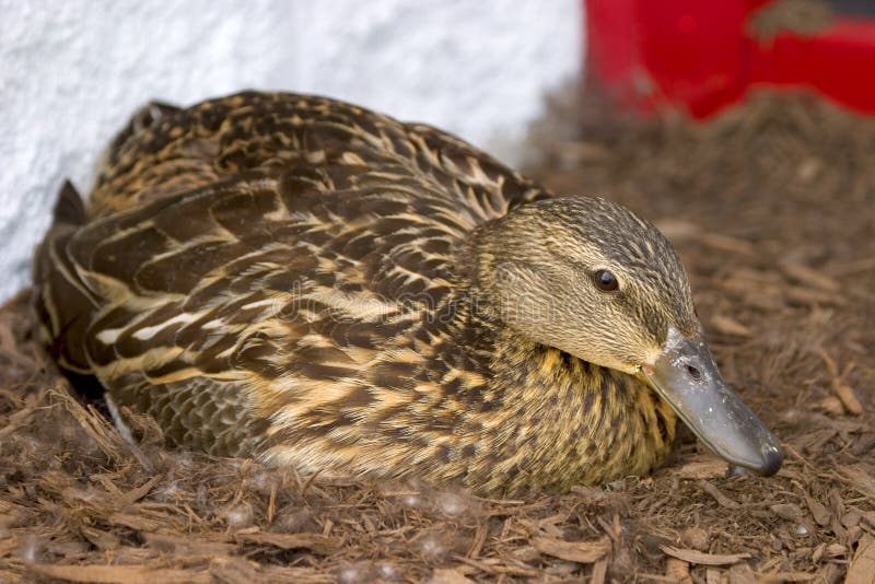 Ente (Stockente) Auf Einem Nest Stockbild - Bild von wasservögel, enten ...