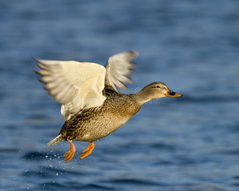 Stockente Duck in Flight stockfoto. Bild von wandern - 36864706