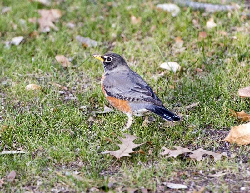 Weibliche Wanderdrossel, Die Im Gras in Dallas, Texas Steht Stockbild ...