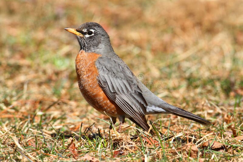 Weibliche Wanderdrossel (Turdus Migratorius) Stockfoto - Bild von gras ...
