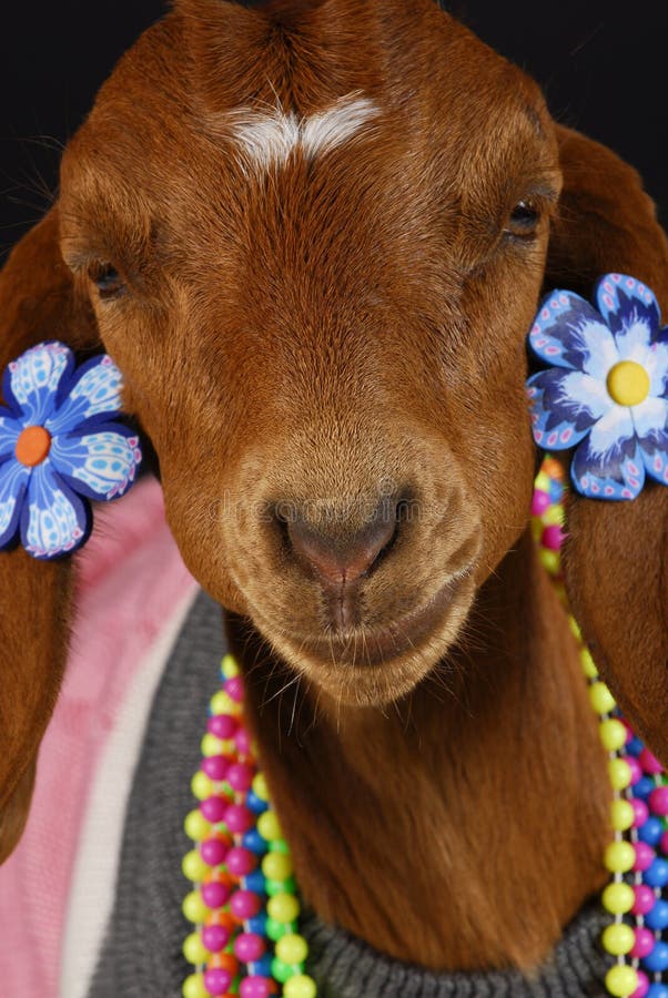 Ziege Kleidete Oben Mit Sankt-Hut an Stockbild - Bild von freude ...