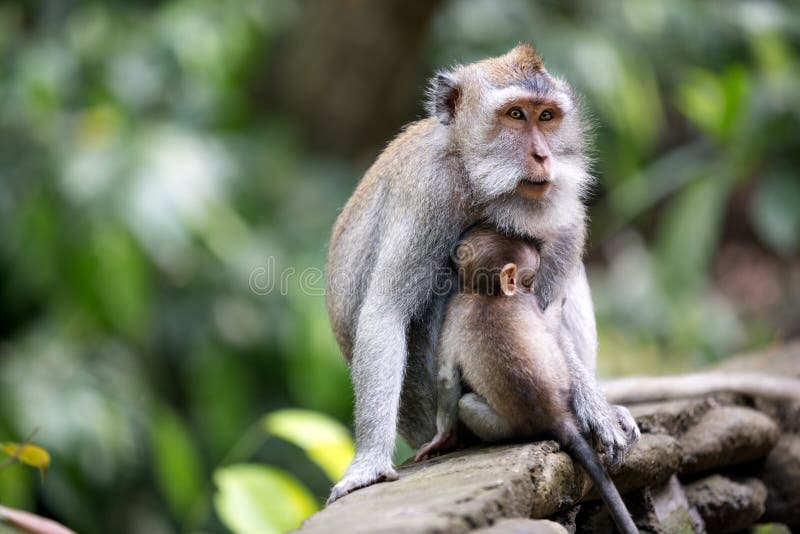 1,451 Affe Mit Baby Fotos - Kostenlose und Royalty-Free Stock-Fotos von ...