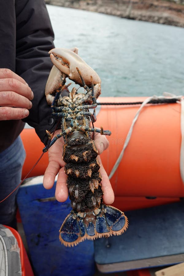 Weiblicher Blauer Hummer Mit Eiern Auf Ile De Brehat in Bretagne ...